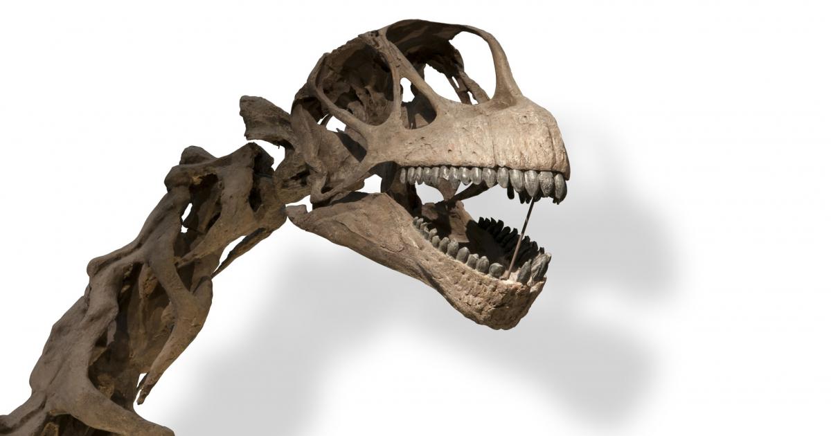 Camarasaurus | Naturalis Topstukken