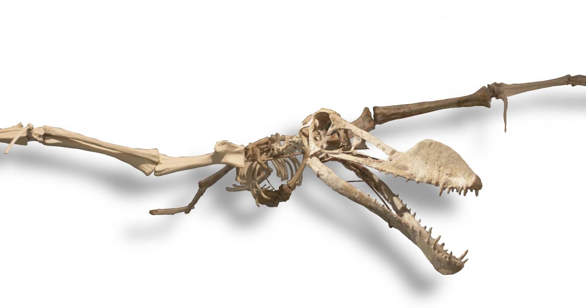 Coloborhynchus spielbergi | Naturalis Topstukken